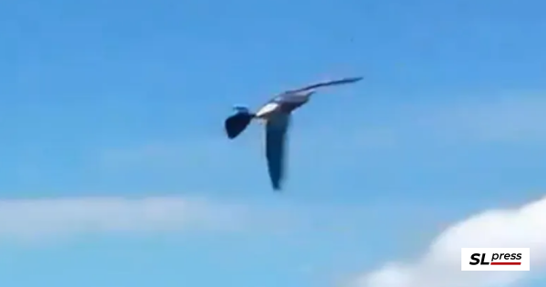 Τα κινέζικα drones-πουλιά και το αμερικανικό drone-φίδι! - slpress.gr