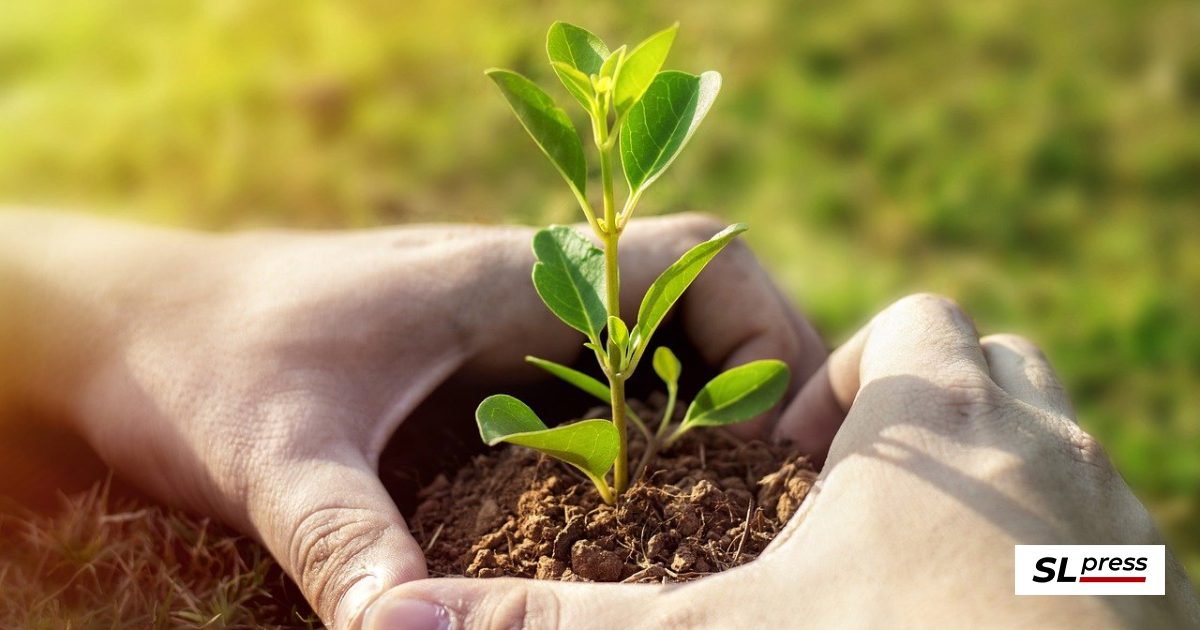 Πρωτοβουλία «75UN – 75 Trees UNAI SDG7» 1η Τηλε-διάσκεψη (14.2.2025) - slpress.gr